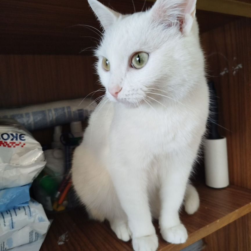 Молодая кошечка в добрые руки