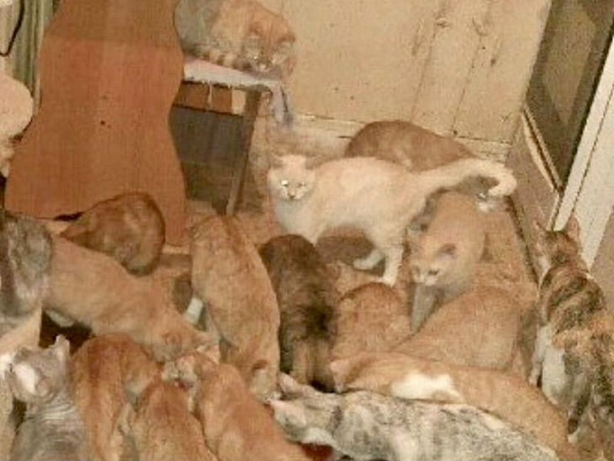 Помогите приюту кормом