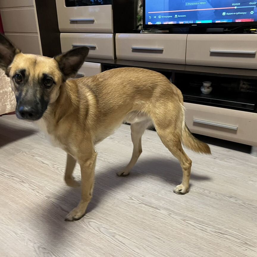 Овчарка Малинуа, кобель, 1 год 4 месяца