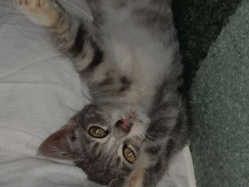 Котёнок мальчик