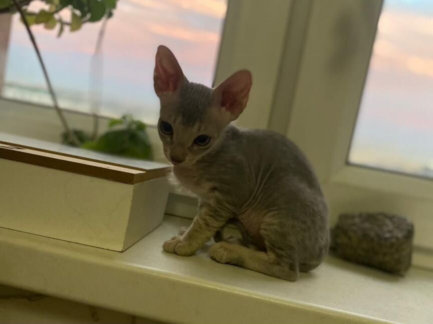 Котенок - донской сфинкс