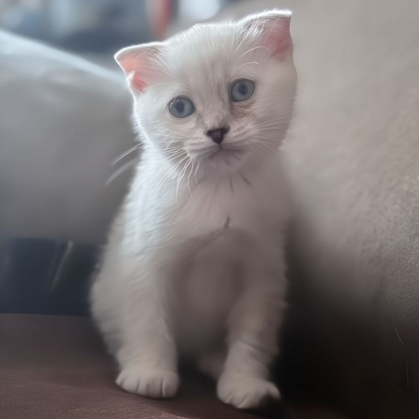 Шотландский вислоухий короткошёрстный котёнок