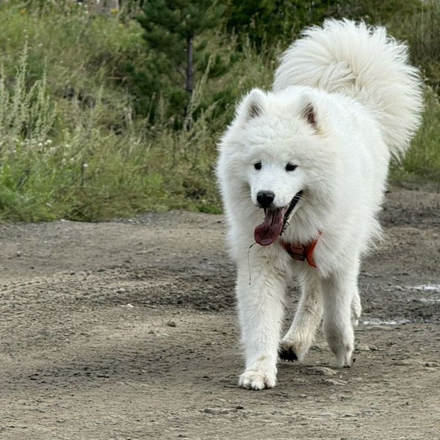 Самоедская собака