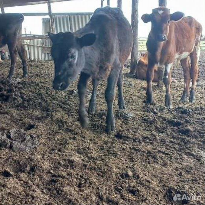 Коровы и телки