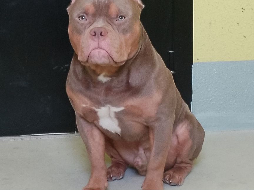 Американский булли покет вязка