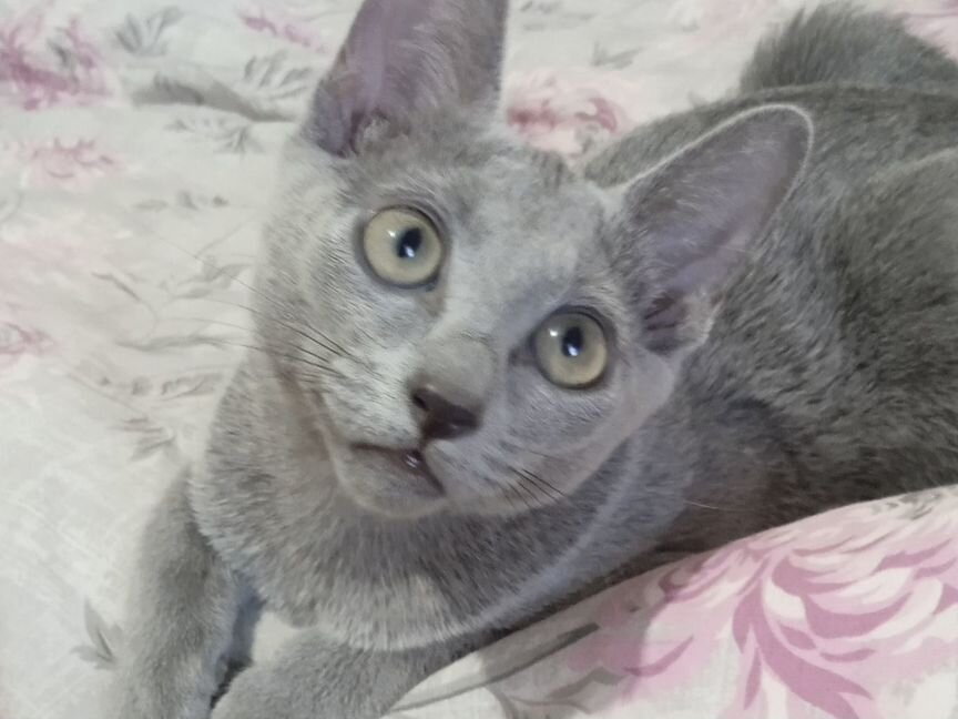 Русская голубая котёнок