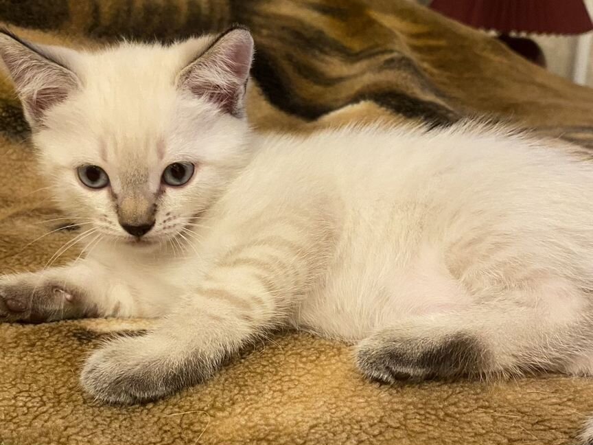 Продаются котята