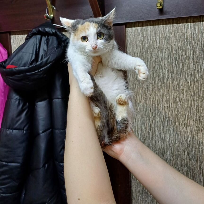 Котята из приюта ищут добрые руки старших друзей