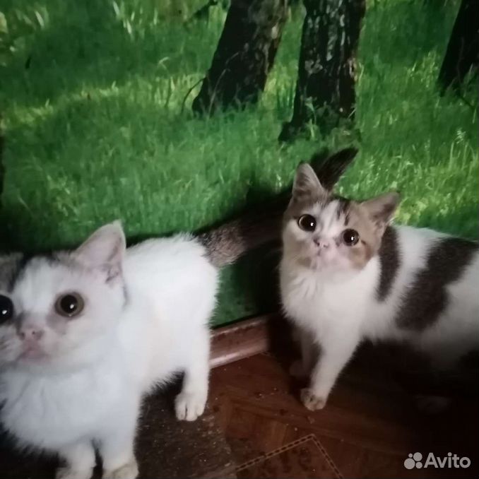 Британские котята необычного окраса из питомника