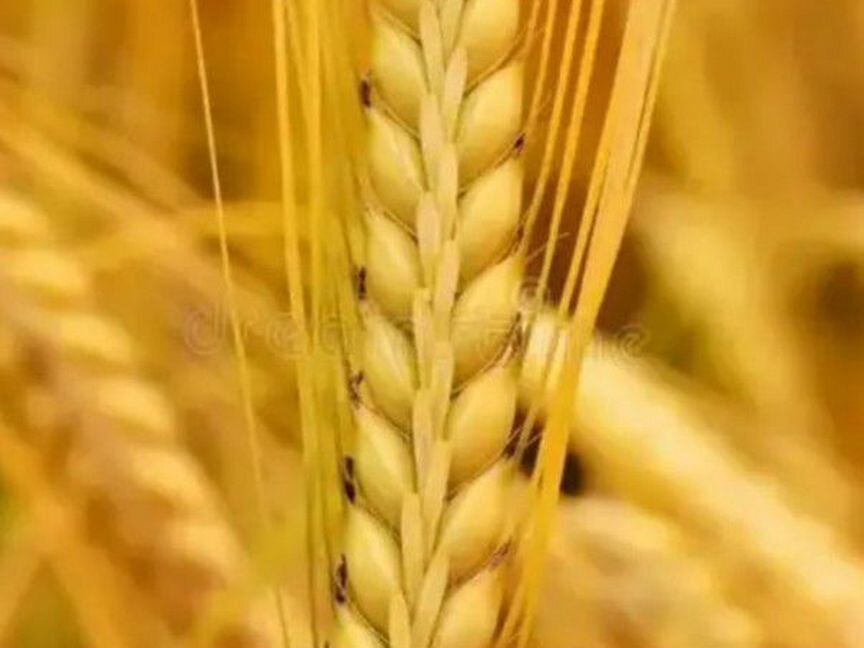 Пшеница, овёс