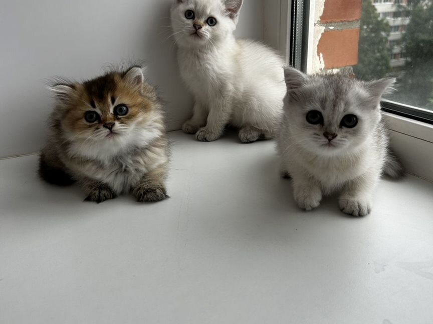 Продам котят шотландских шиншилл