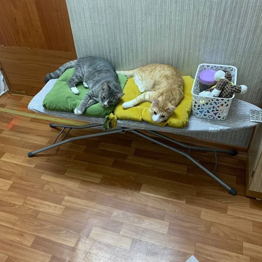 Отдаем двух котов в добрые руки
