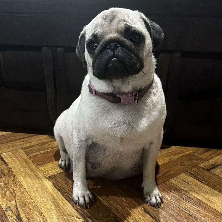 Мопс, взрослая собака