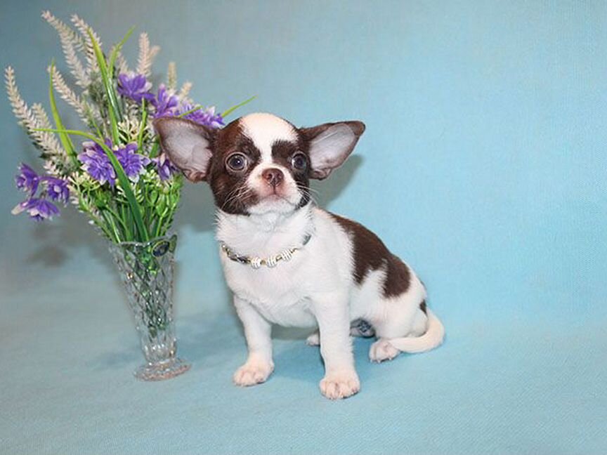 Шикарная девочка