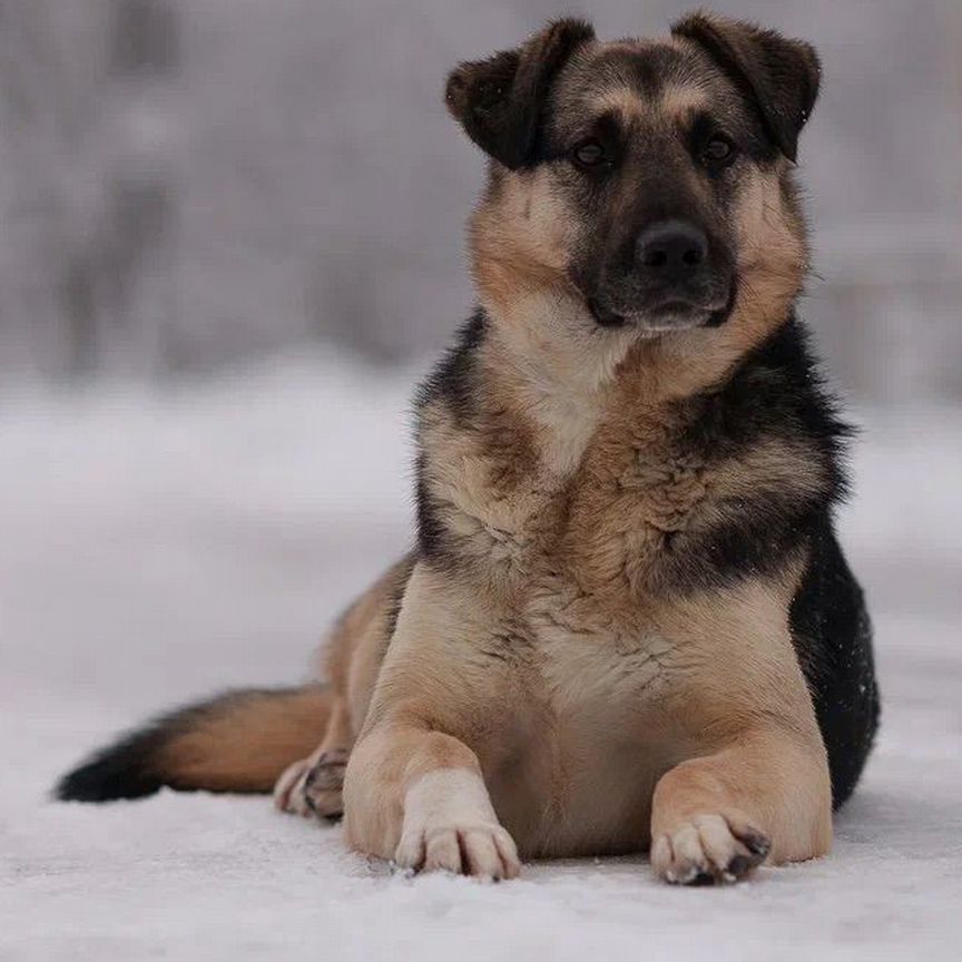 Красавец Вегас