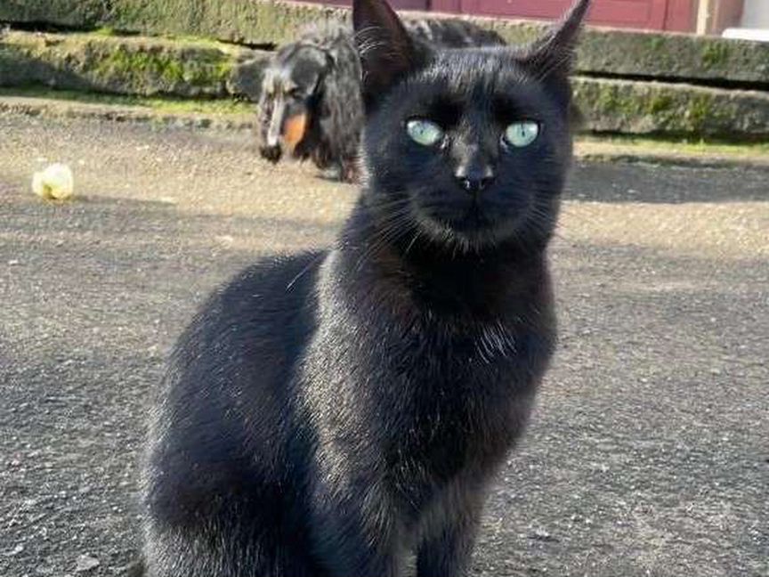 Забрали с улице временно, стерилизовали