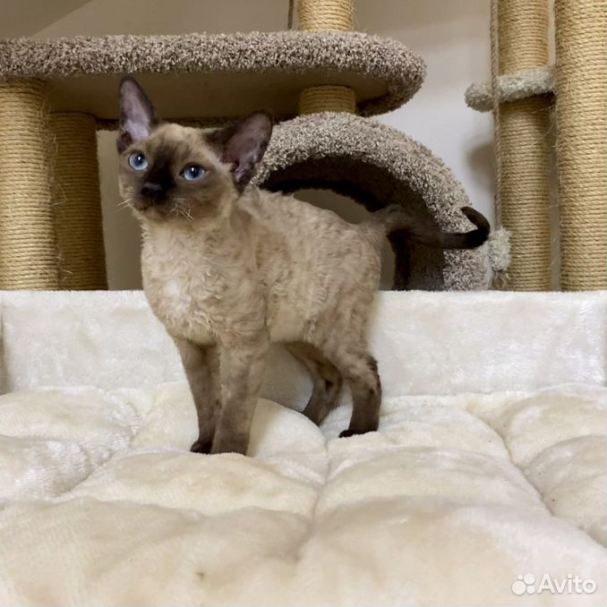 Девон-рекс минковая Фея