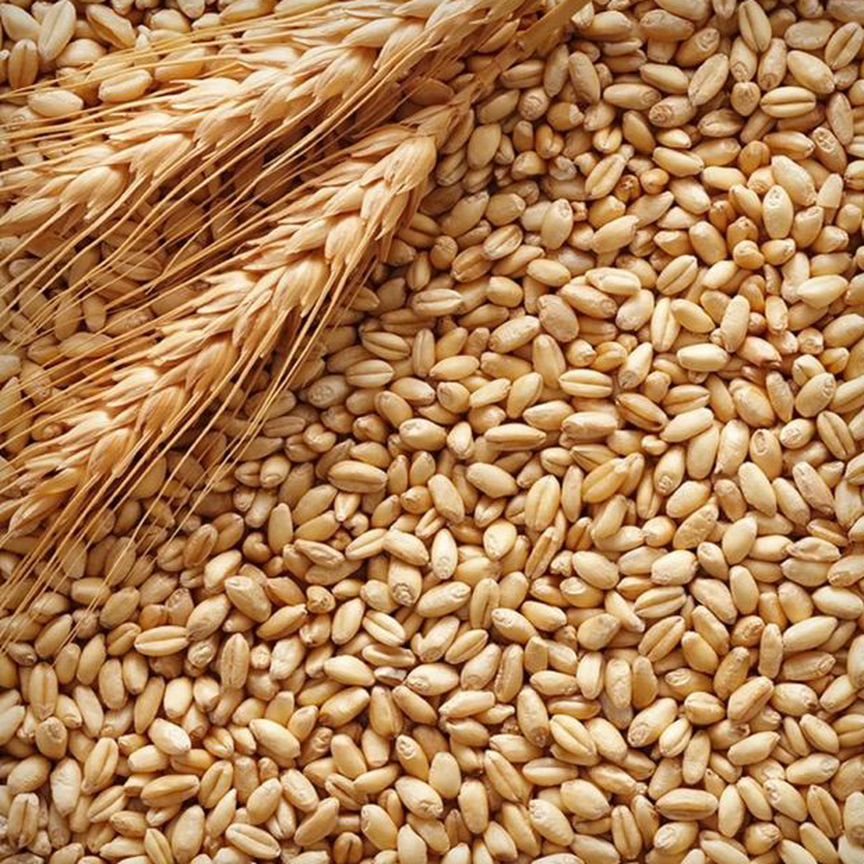 Зерно пшеница в мешках