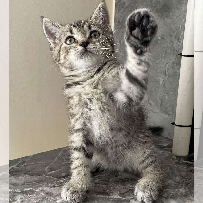 Шотландские