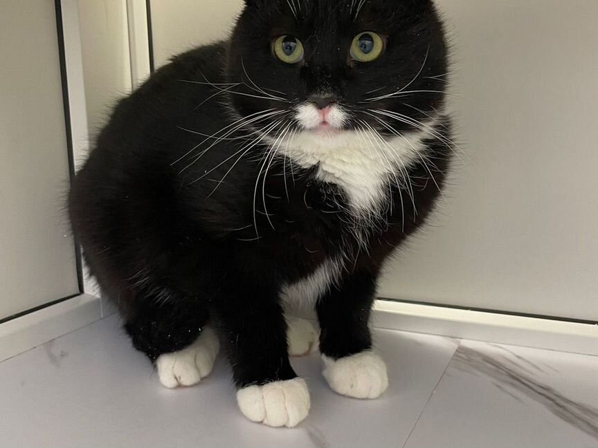 Котя
