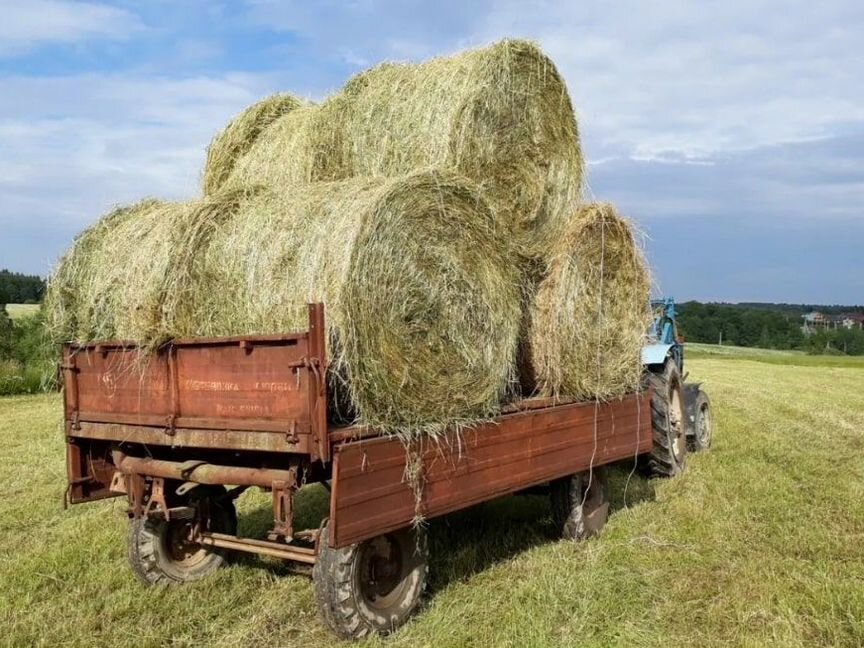 Сено в рулонах