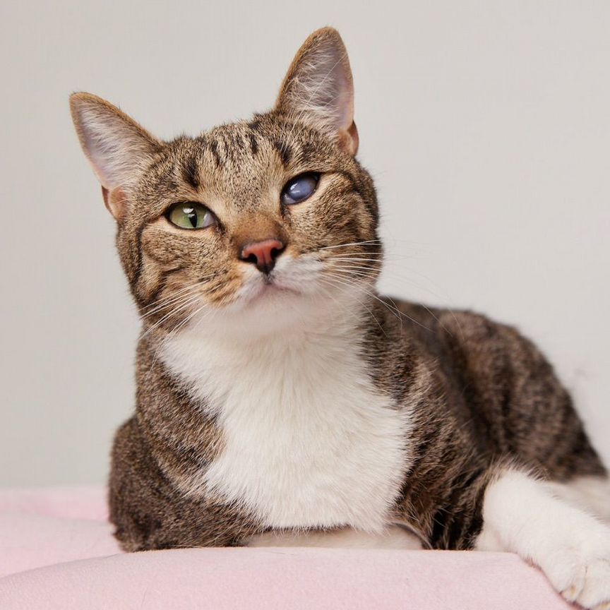 Ласковый кот