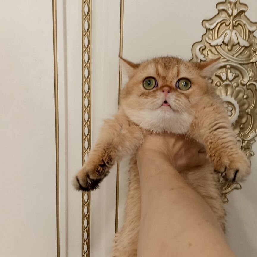 Золотые шиншиллы котята-подростки