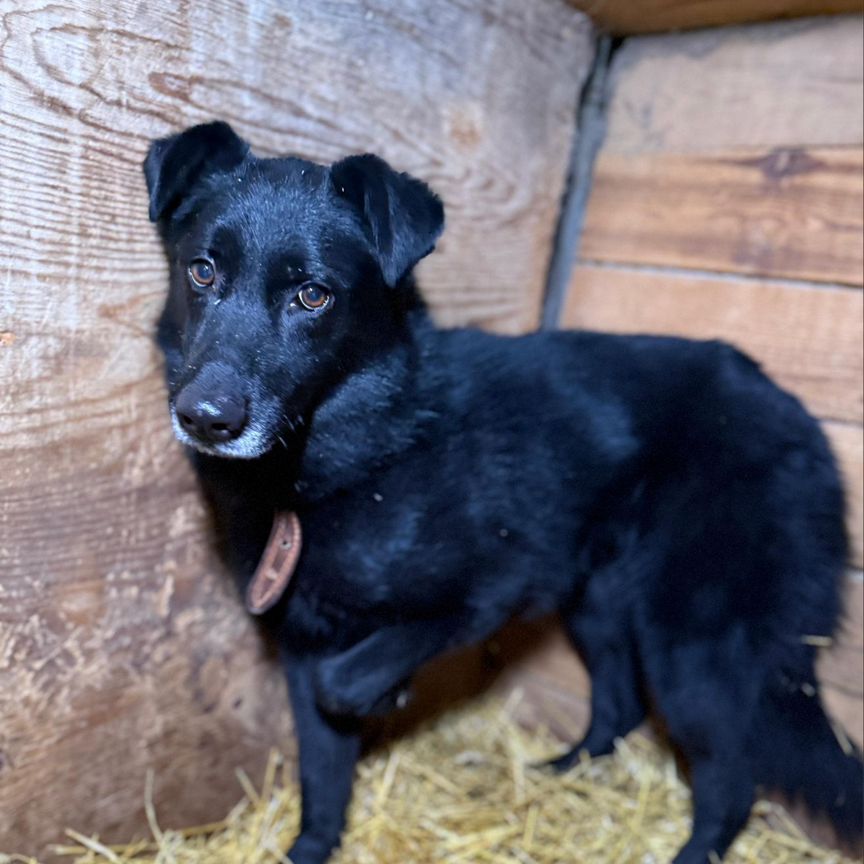 Собака Лиз из приюта