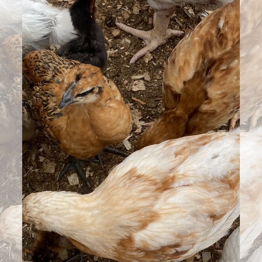 Цыплята поместные, лакеданзи, шёлковые