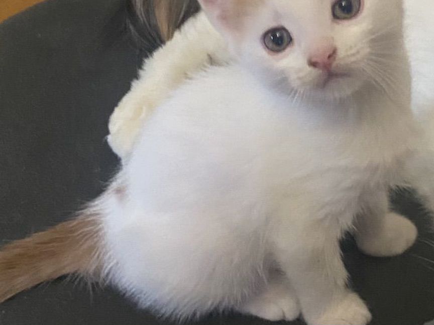 Кисонька Милаша, 1,5 месяца