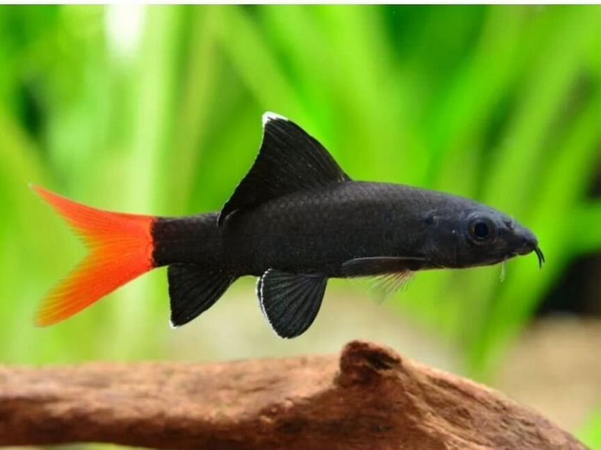 Лабео биколор рыбки и растения в ассортименте