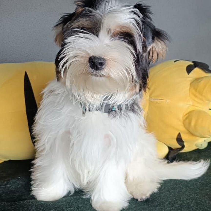 Бивер терьер