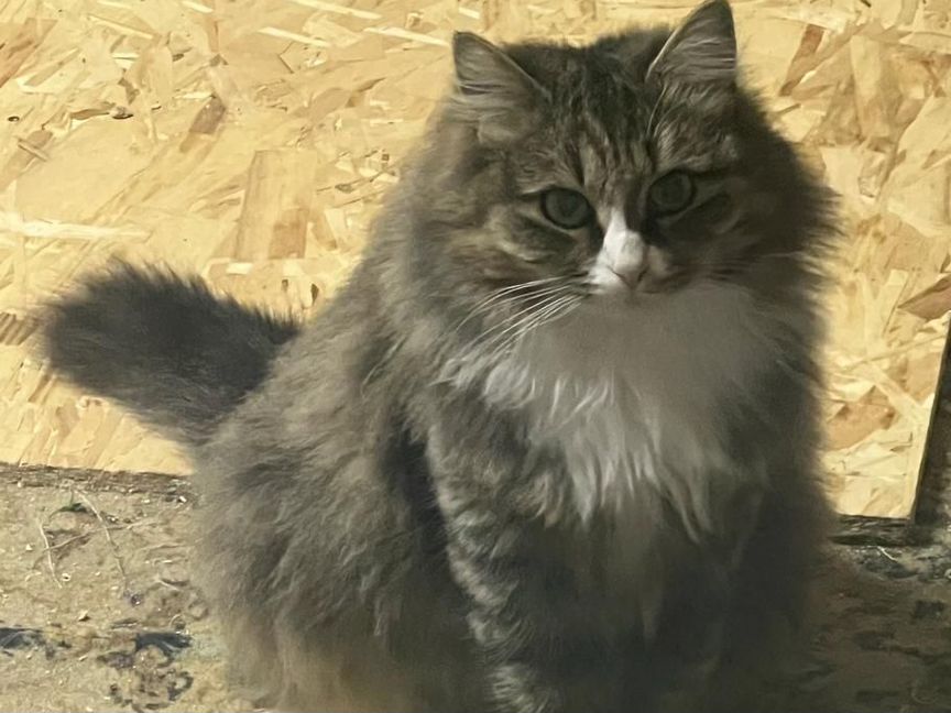 Кошечка Василиса в добрые руки