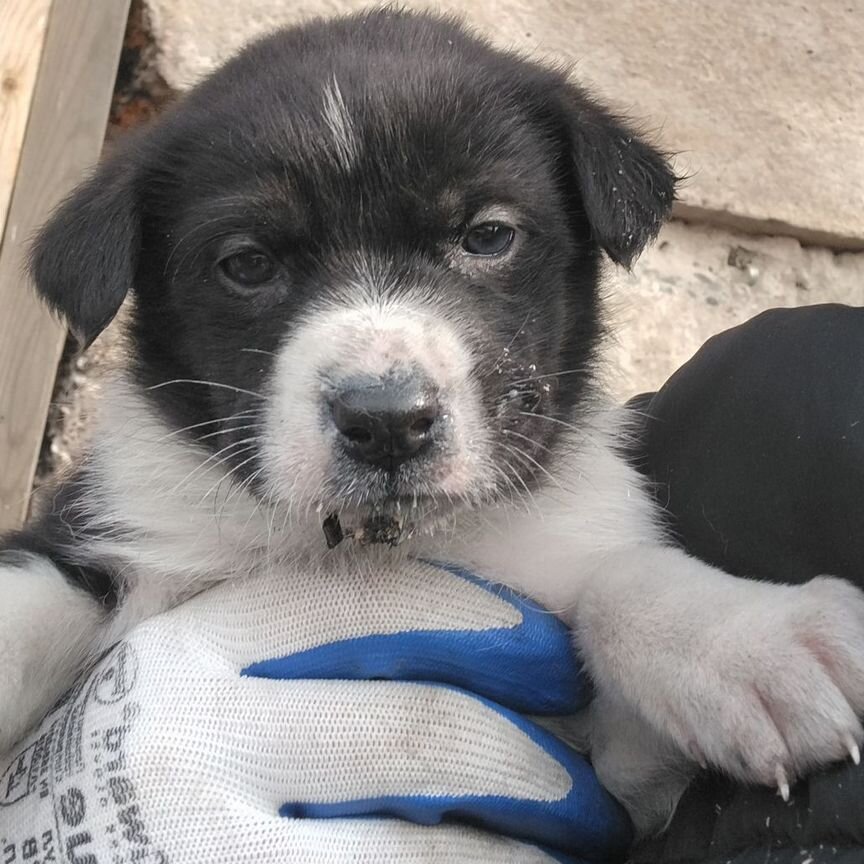 Щенок в добрые руки