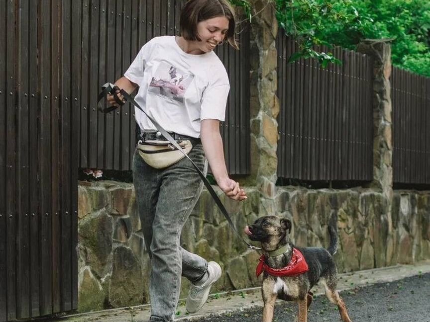 Маленькая собачка в добрые руки