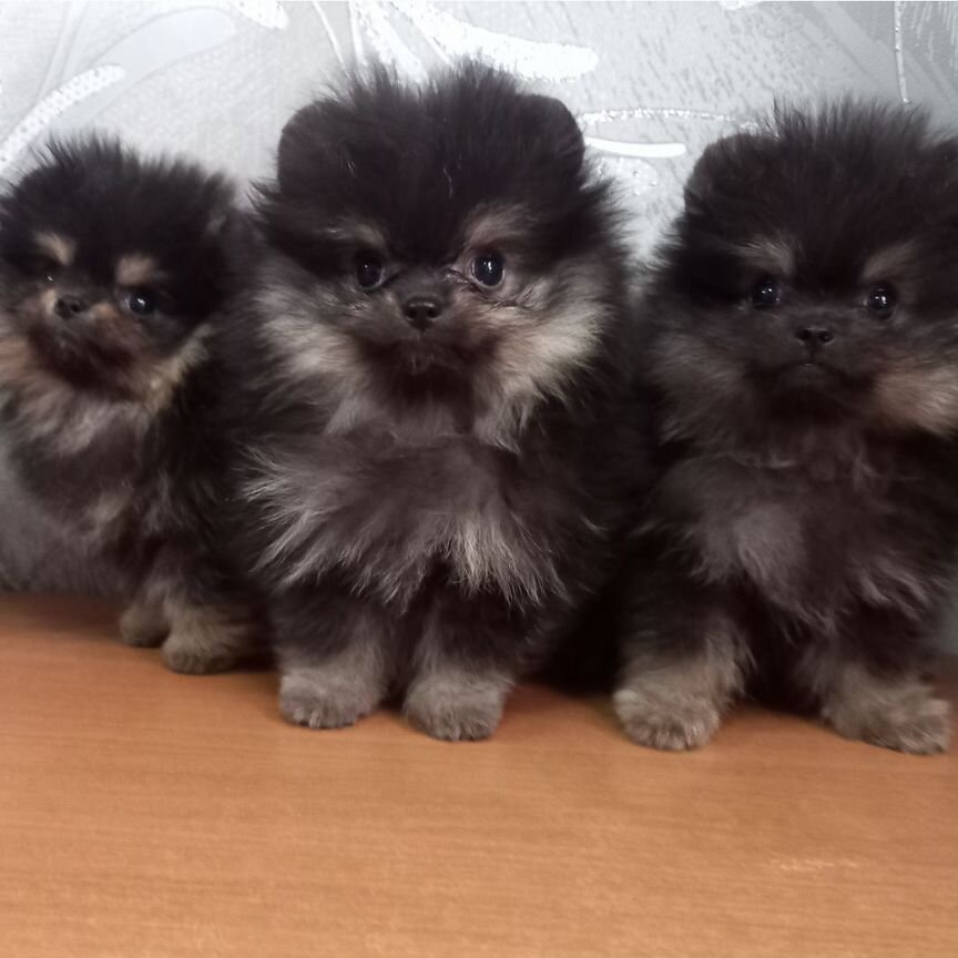 Померанский шпиц, щенок