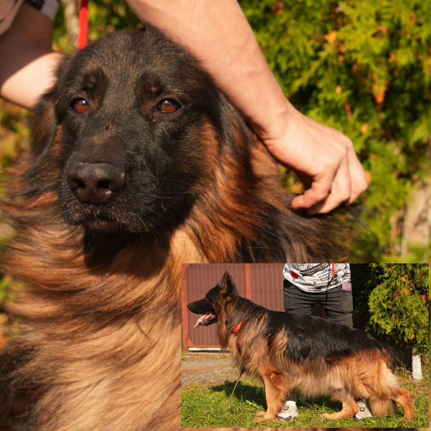 Щенки немецкой длинношерстной овчарки