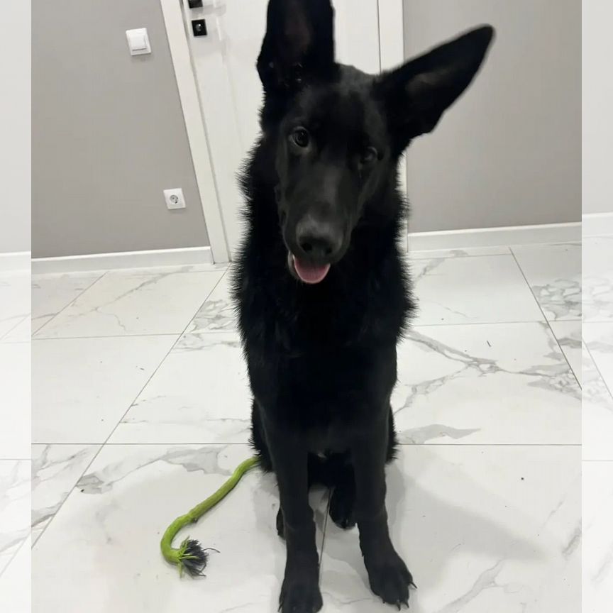 Кавказская овчарка, щенок