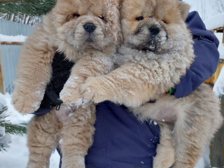 Щенки