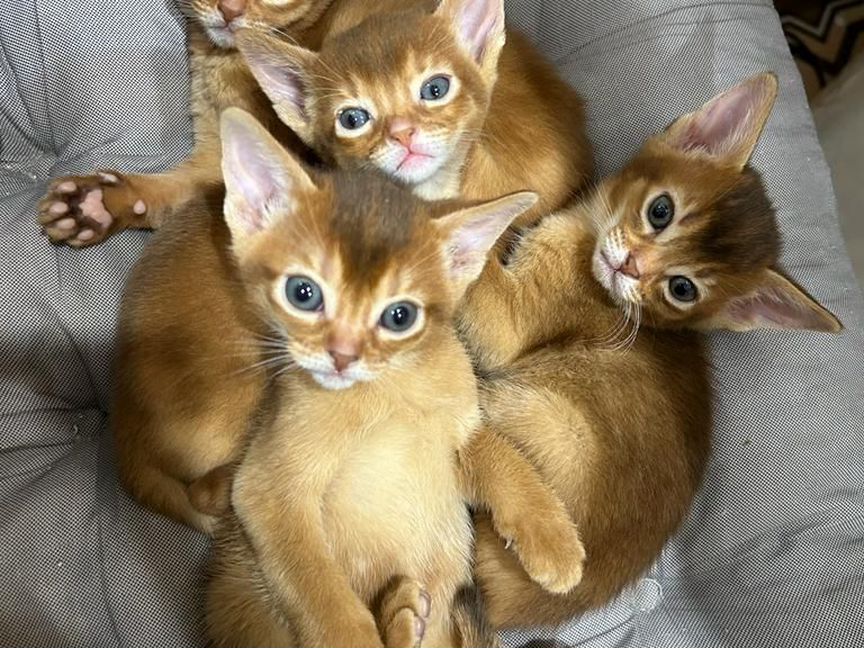 Продам Абиссинских котят