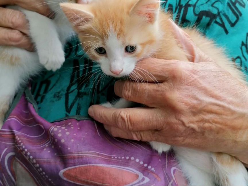 Супер котята очаровашки
