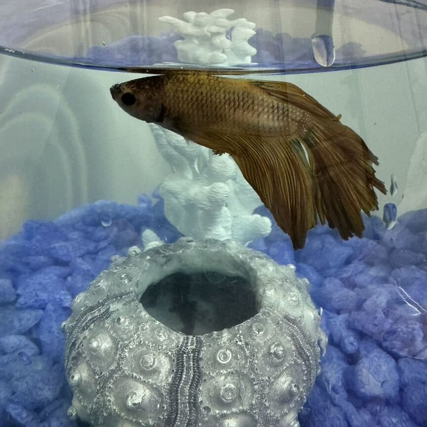 Рыбка петушок