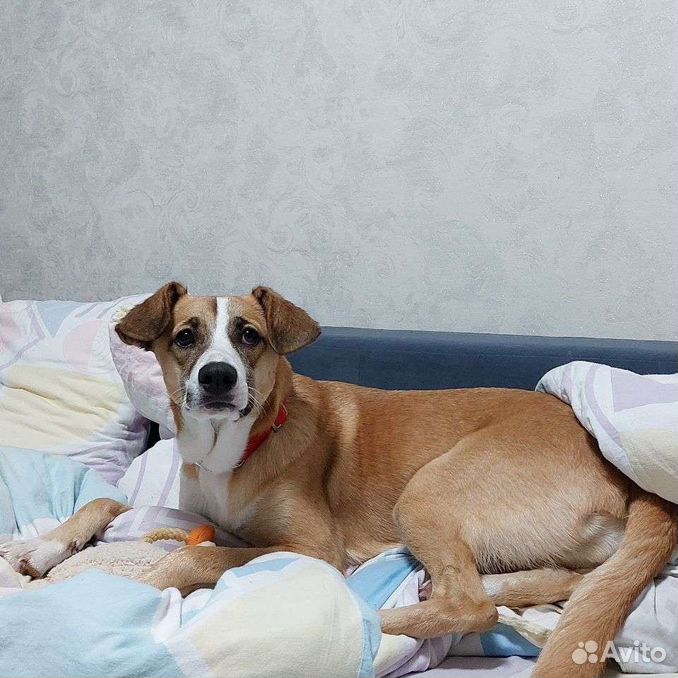 Отдаём собачку в хорошие руки