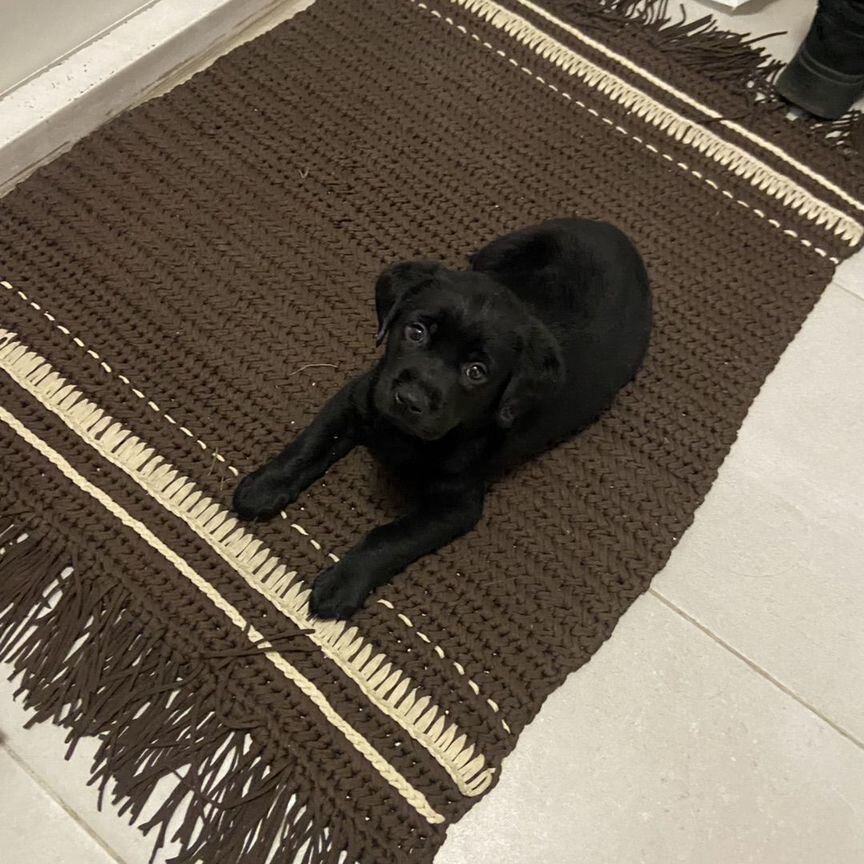 Щенки лабрадора черный