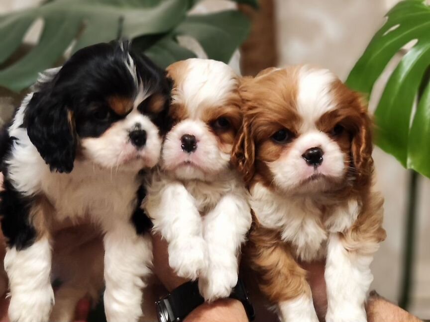 Кавалер кинг чарльз спаниель щенки