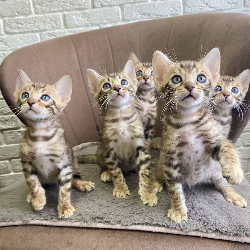 Бенгальские котята
