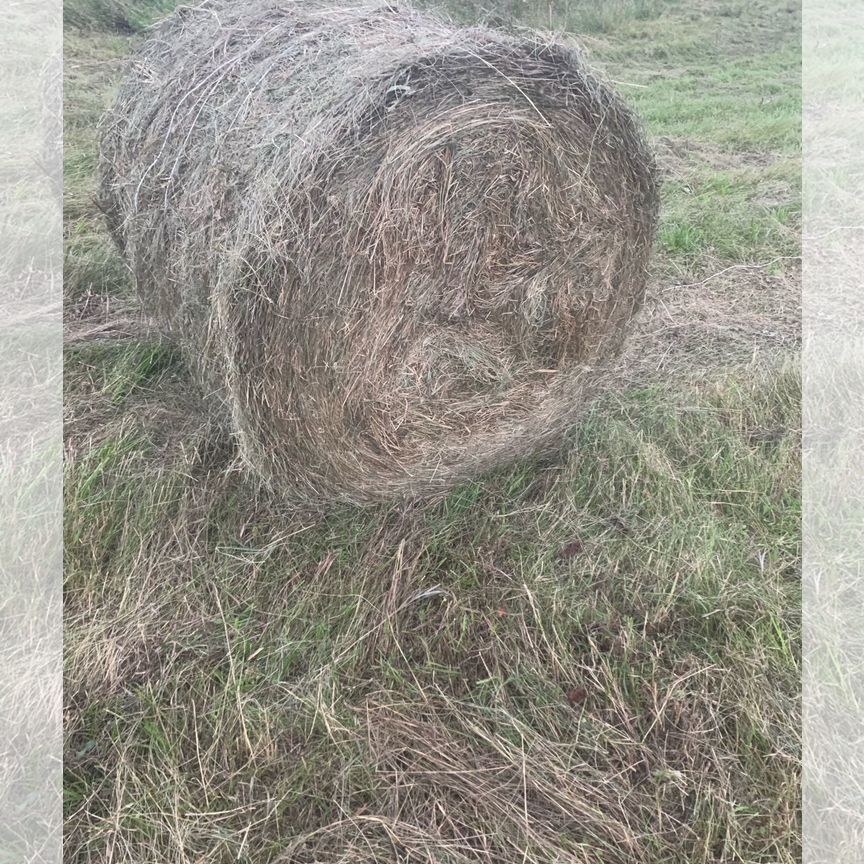 Продам сено в рулонах