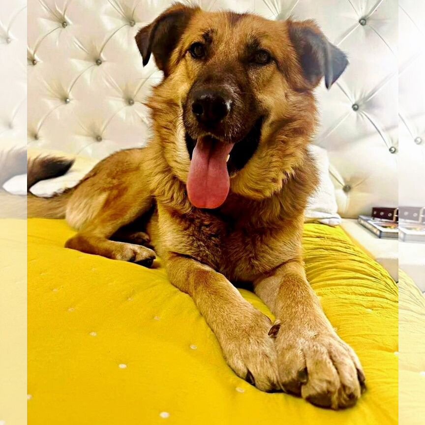 Взрослая собака в добрые руки