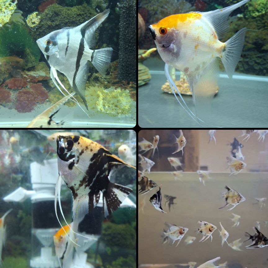 Скалярии аквариумные рыбы