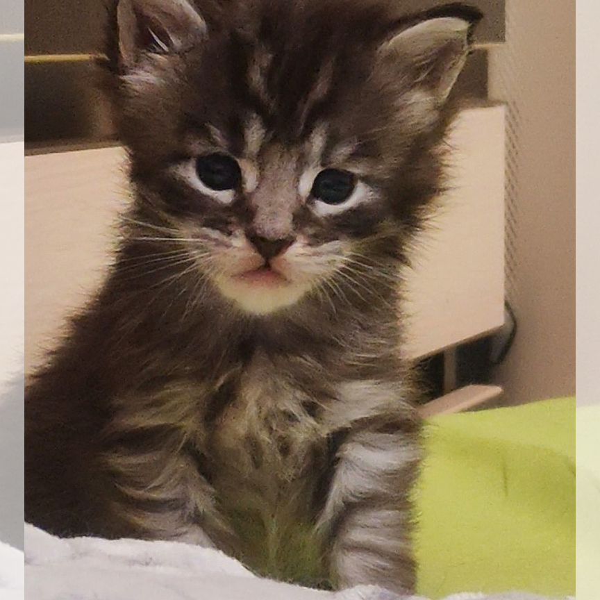 Мейн-кун котёнок